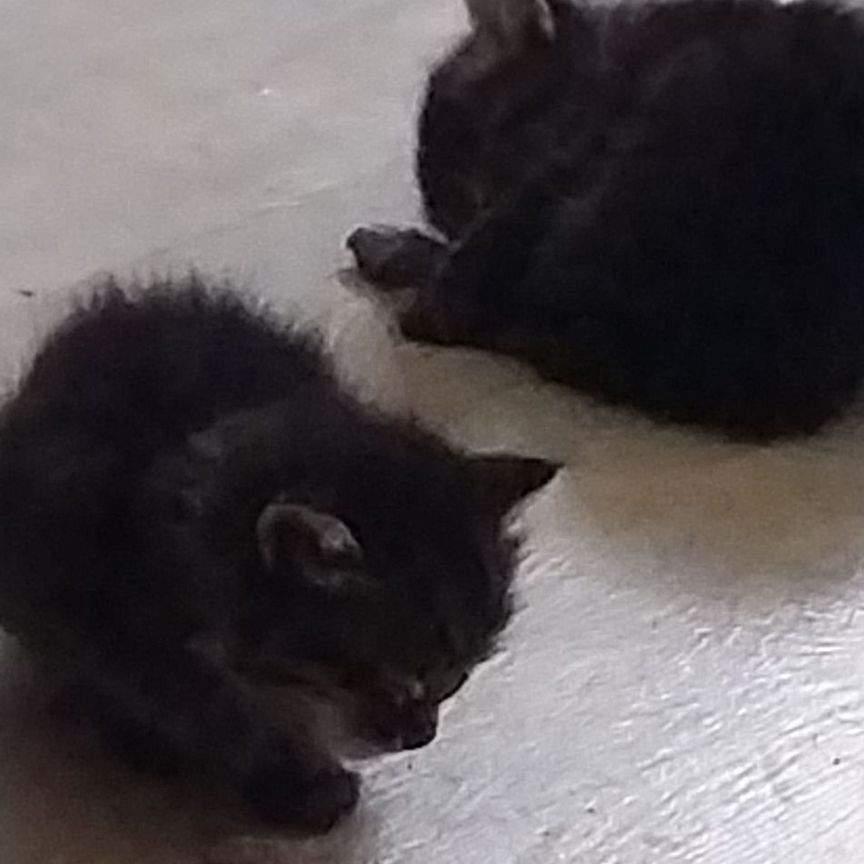 Замечательные котята в добрые руки