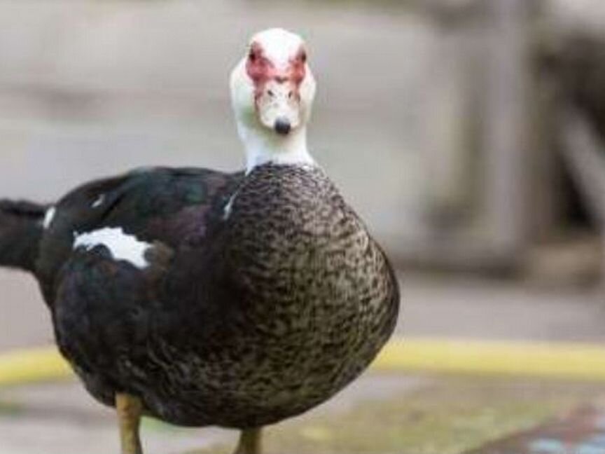 Куры гуси утки