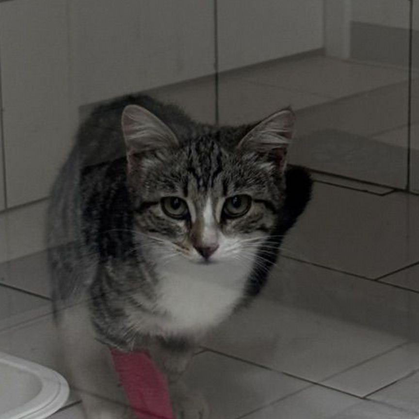 Котенок в добрые руки