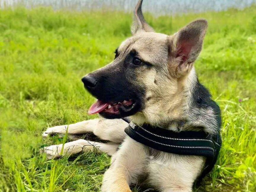 Щенок в добрые руки, бесплатно 6-7 мес