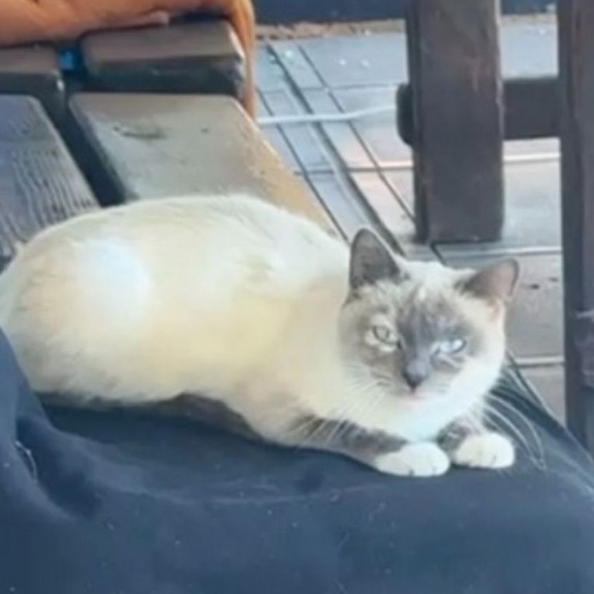 Замерзает кошка на улице
