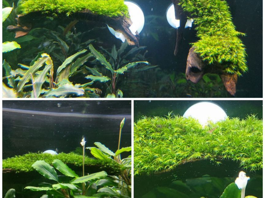 Коряги в аквариум. мох феникс. Папоротник