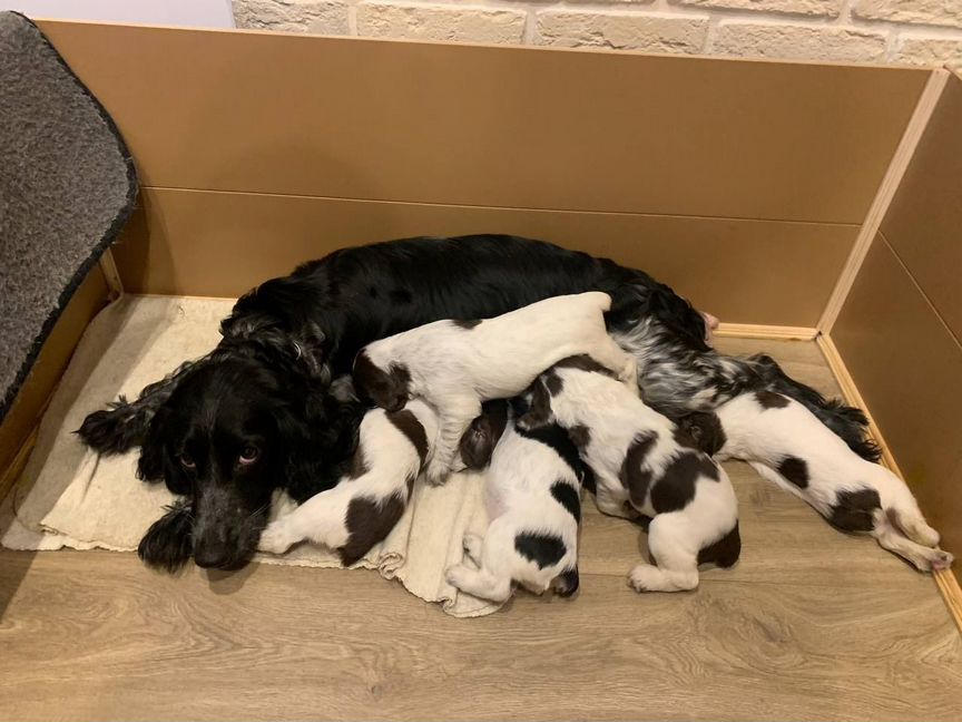 Щенки русского спаниеля