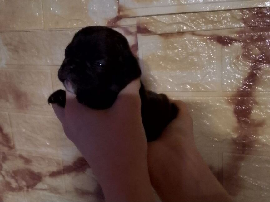 Мини французик