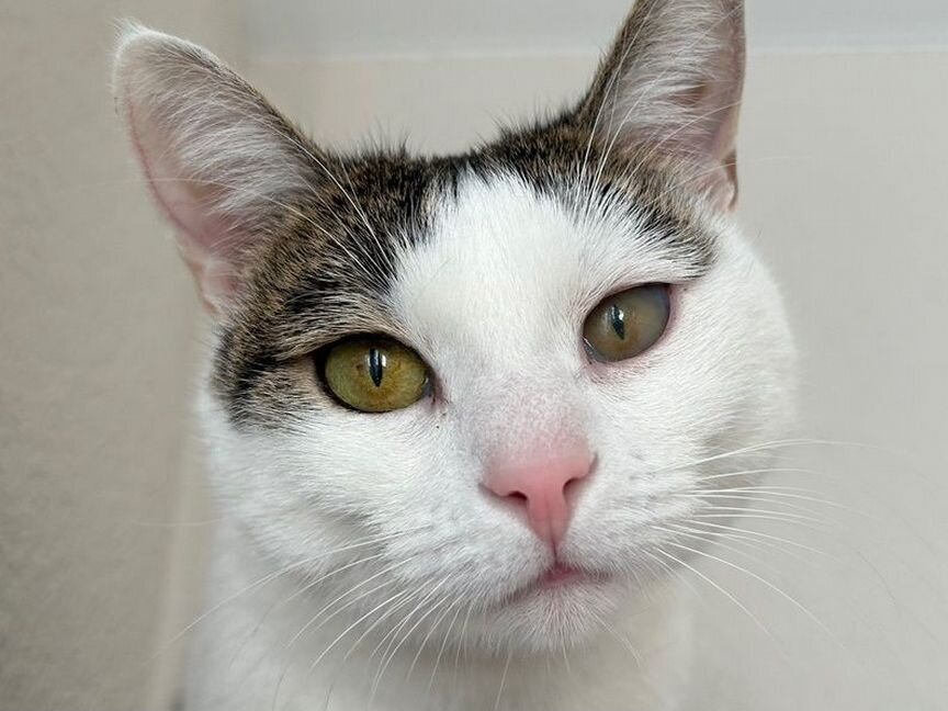 Очень нежная добрая трогательная Бусиночка ищет до