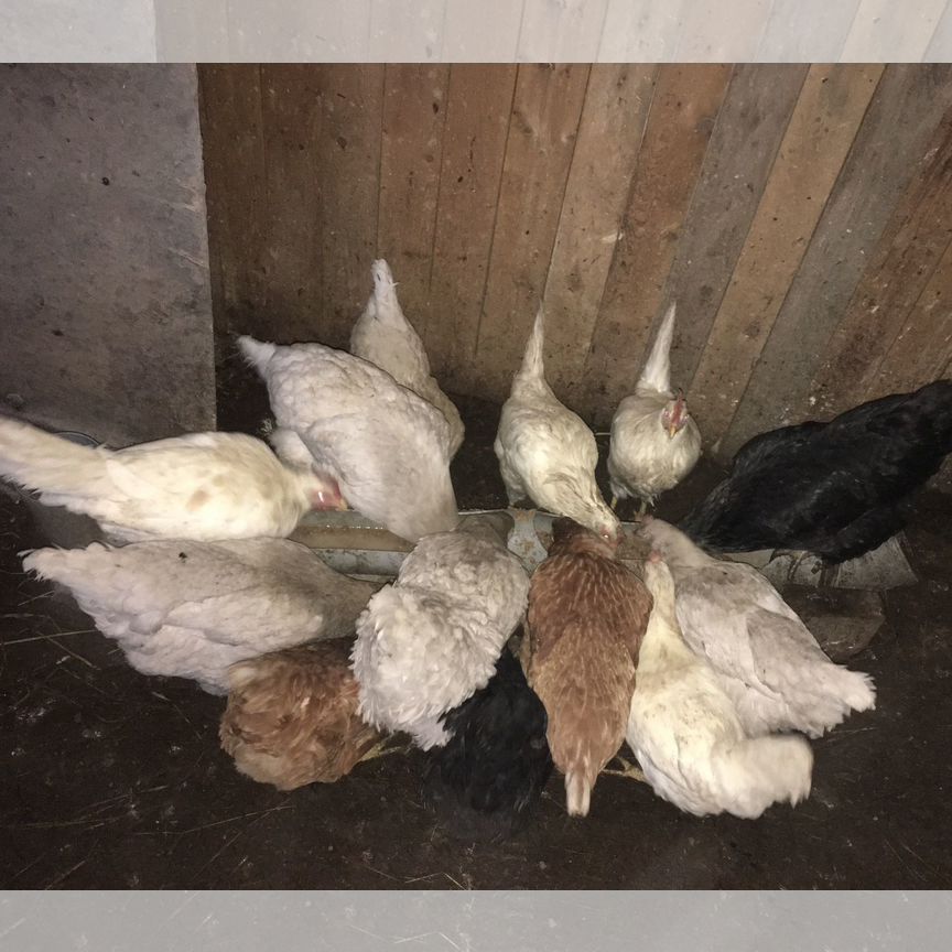 Куры несушки