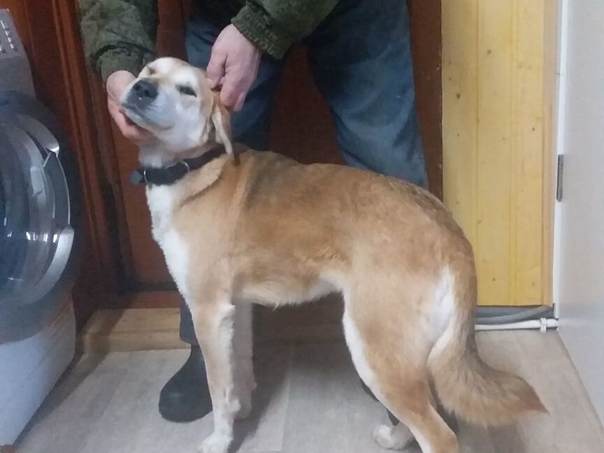 Русская гончая