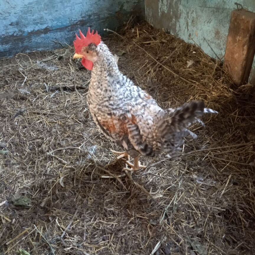 Петухи легбар голубое яйцо