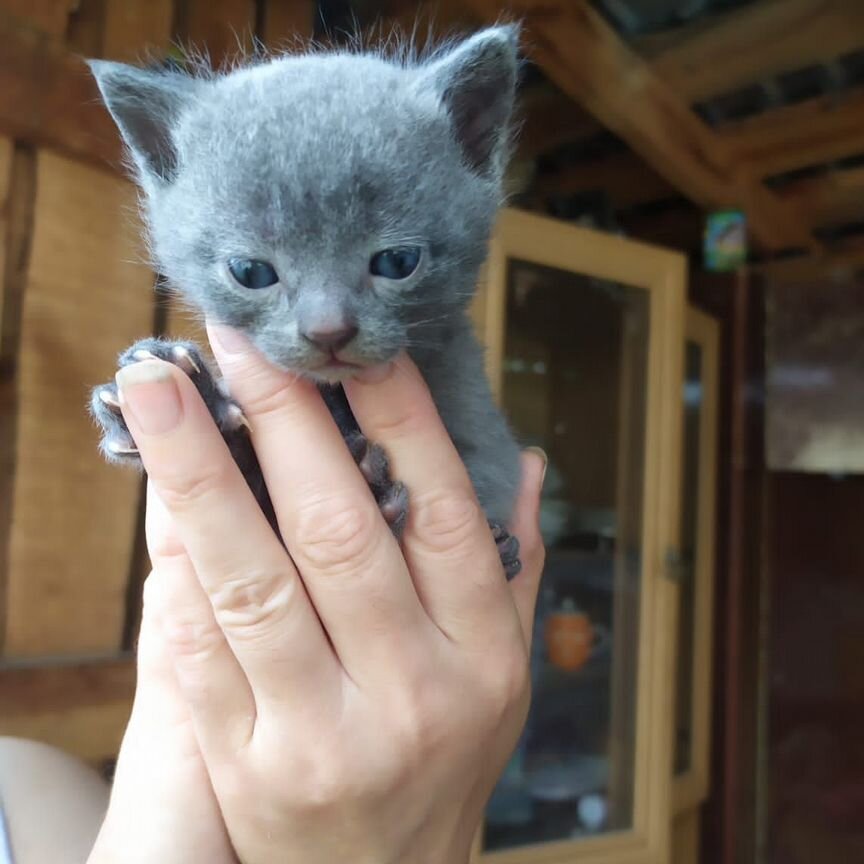 Кошки