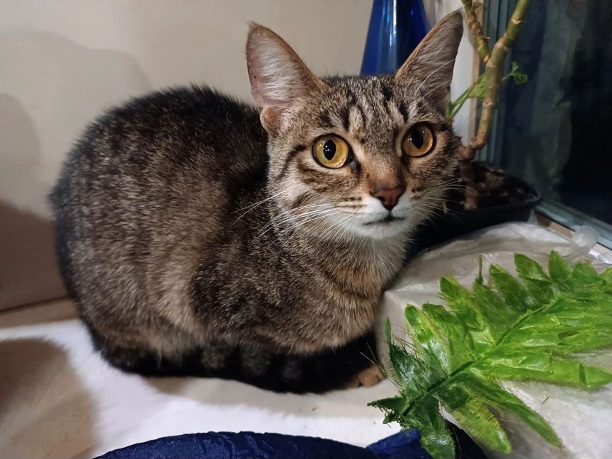 Кошка