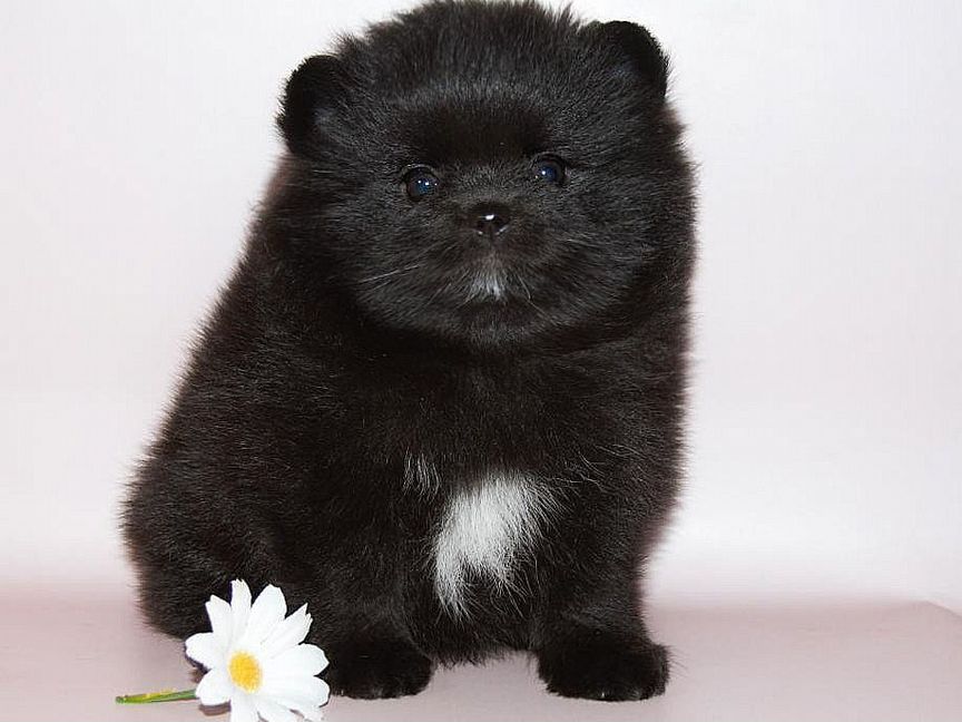 Девочка померанский шпиц