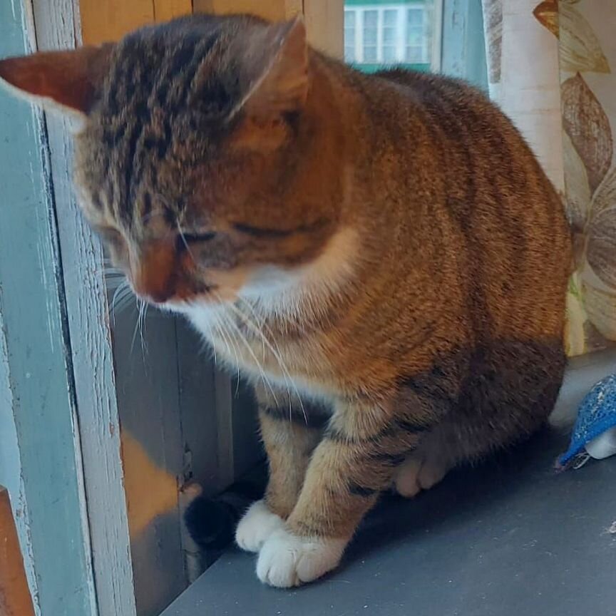 Котище в хорошие ручки