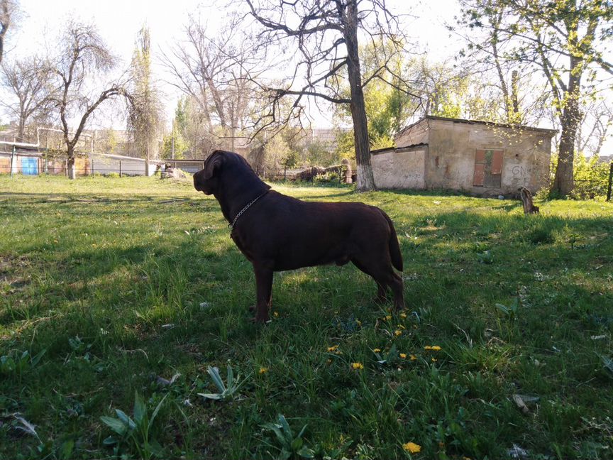 Кобель лабрадора вязка