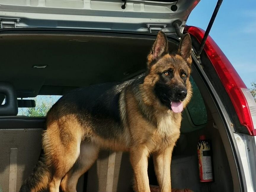 Щенки немецкой овчарки