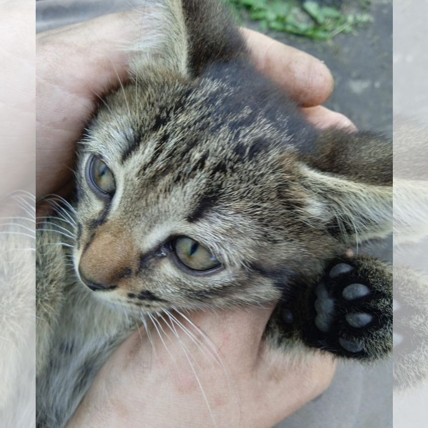 Продам котят