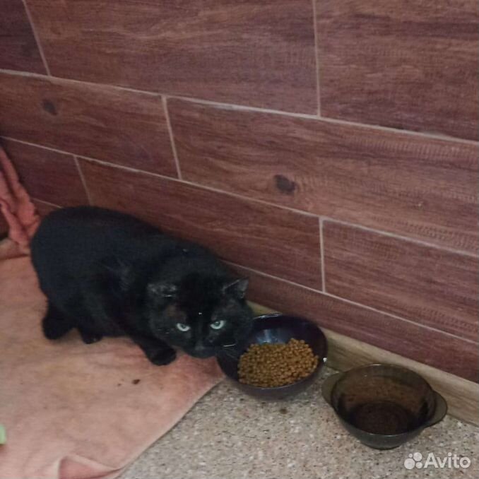 Черный котик на доживание