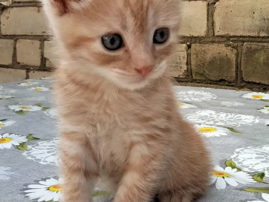 Продам котенка