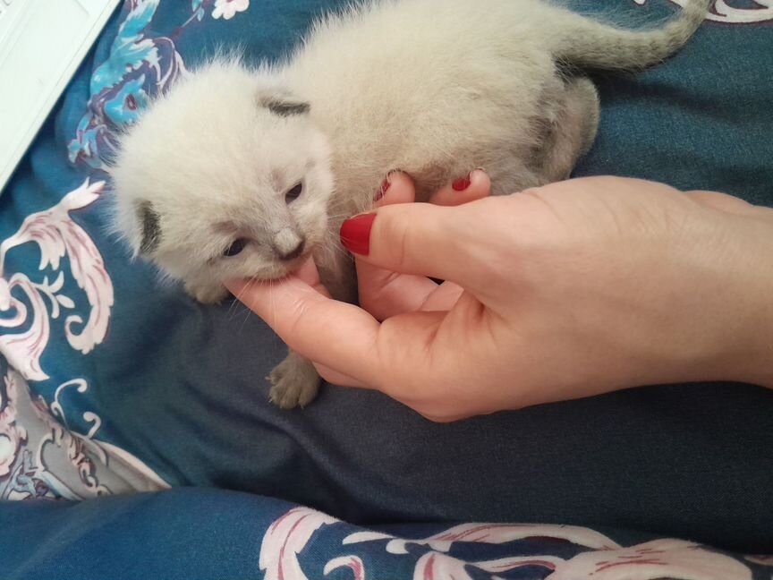 Тайский кот