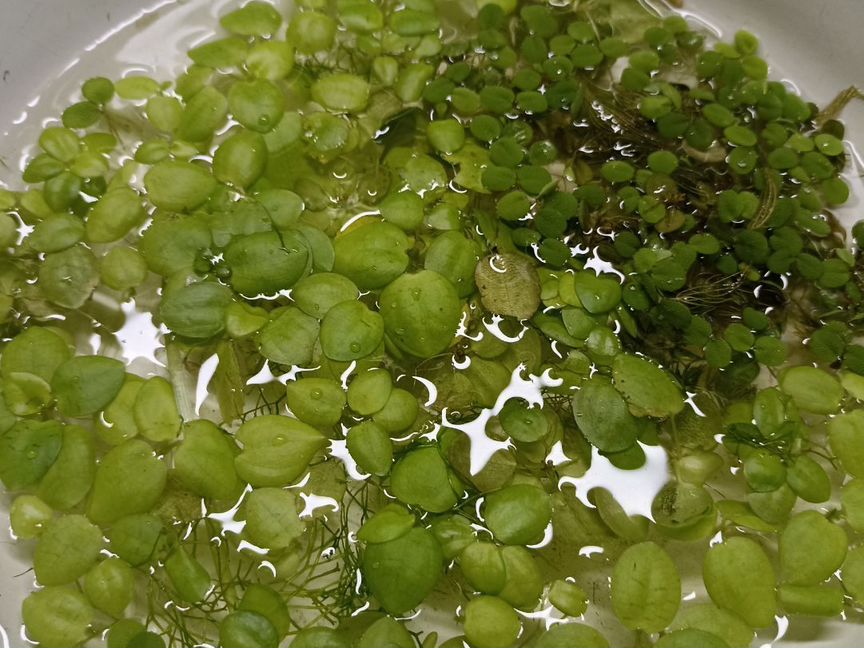 Сальвиния маленькая, лимнобиум