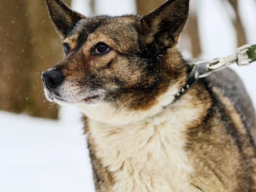 Спокойная добрая контактная собака из приюта