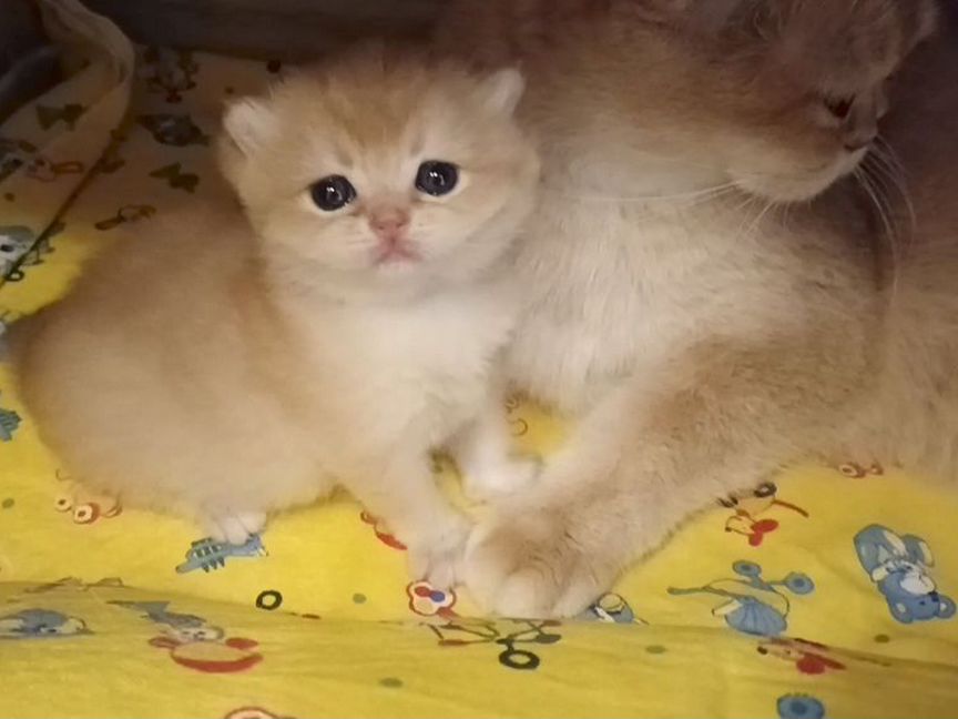 Чистокровные британцы