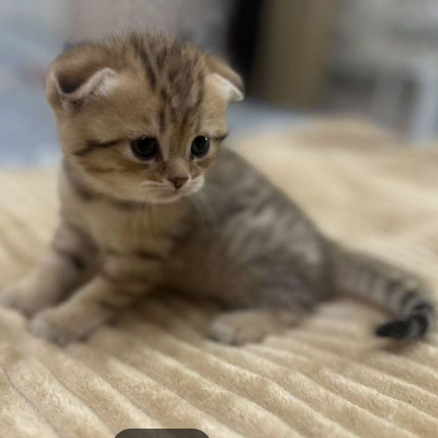 Продам котенка шотланского