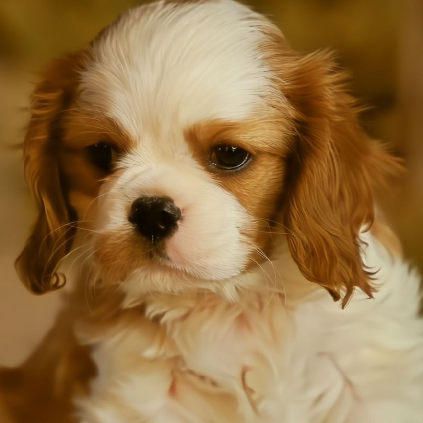 Кавалер кинг-чарльз-спаниель, щенок