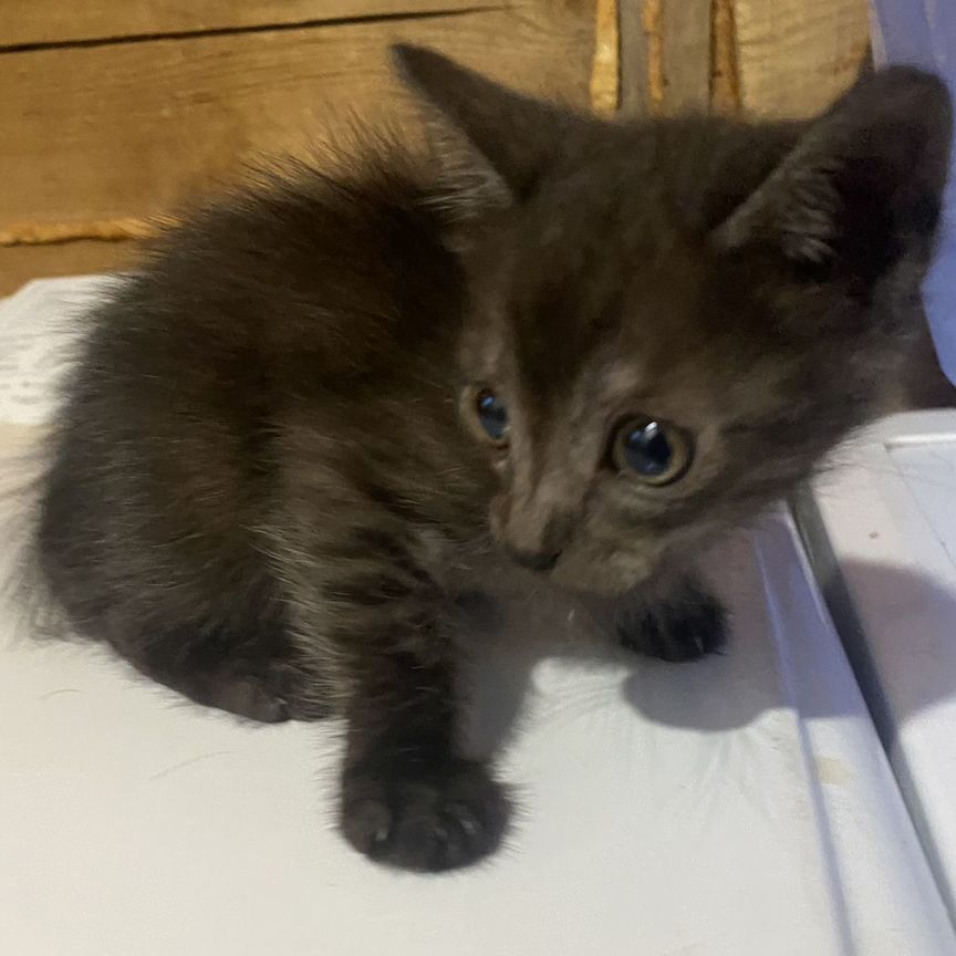 Котята в добрые руки бесплатно