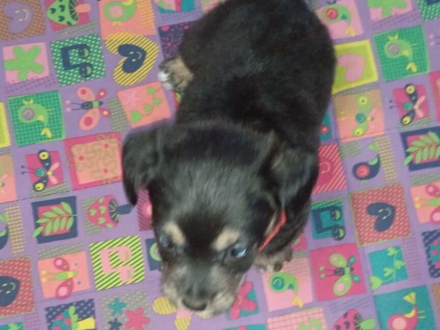 Той-терьер щенок,девочка