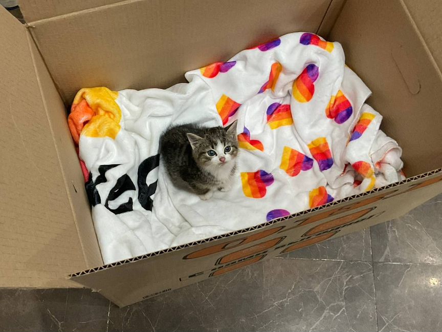 Котёнок, девочка