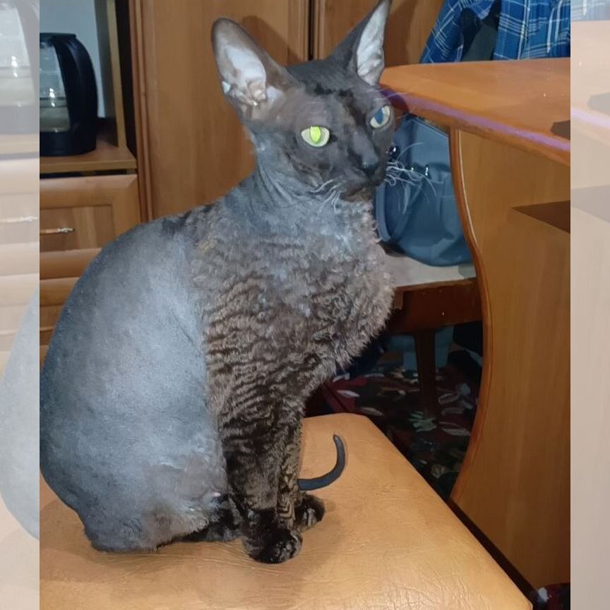 Отдам помесь сфинкса кошки