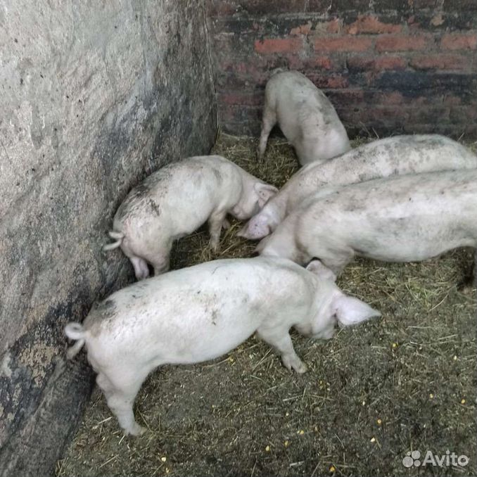 Поросята мясного направления
