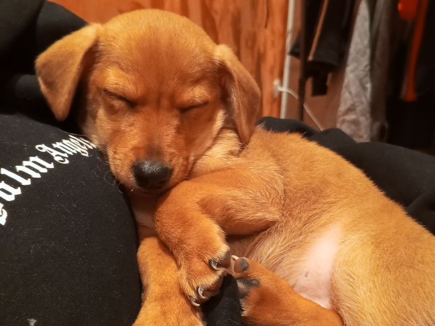 Маленькая собака такса породистая мальчик