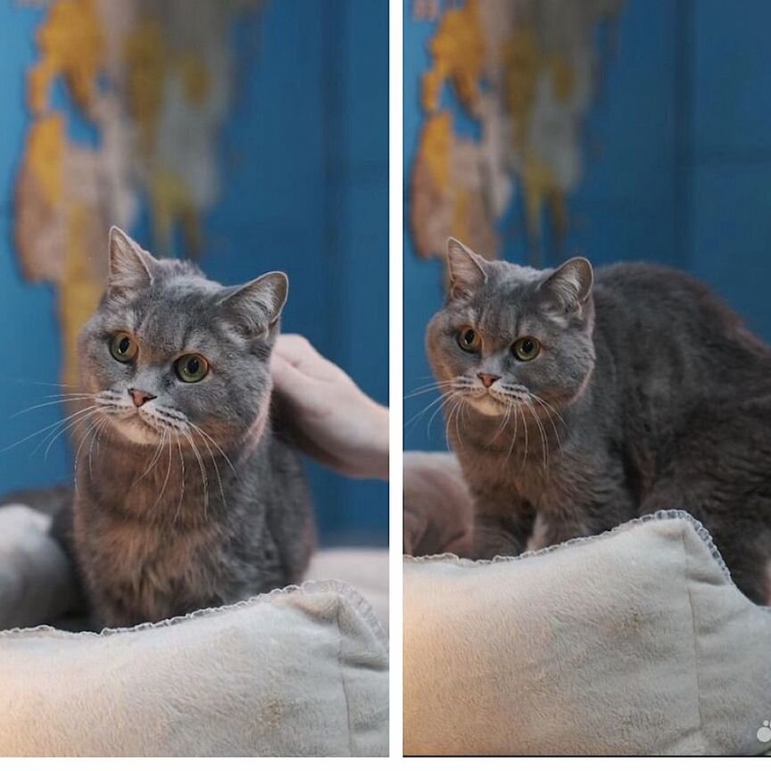 Британская короткошёрстная кошка, взрослая