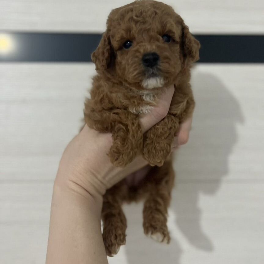 Той-пудель, щенок