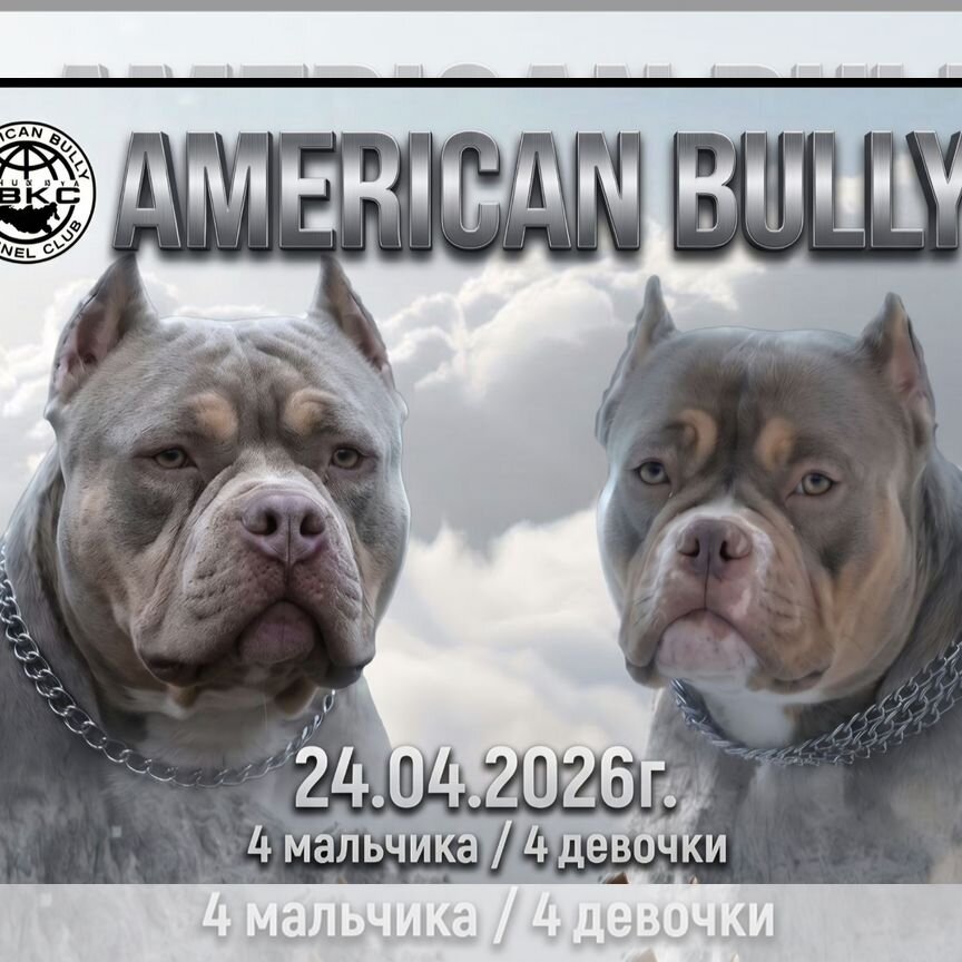 Американский булли, щенок