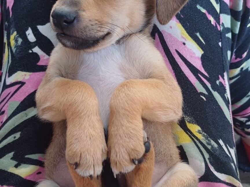 Домашние животные собаки маленькие