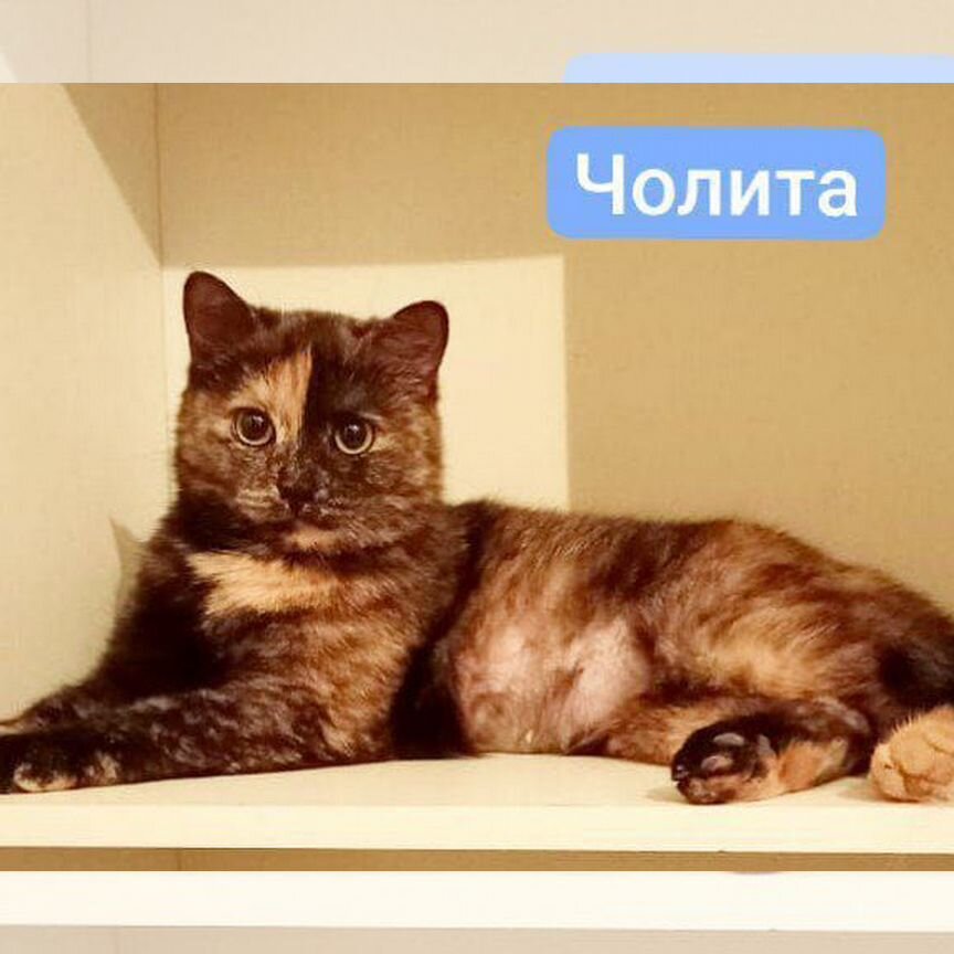 Кошка