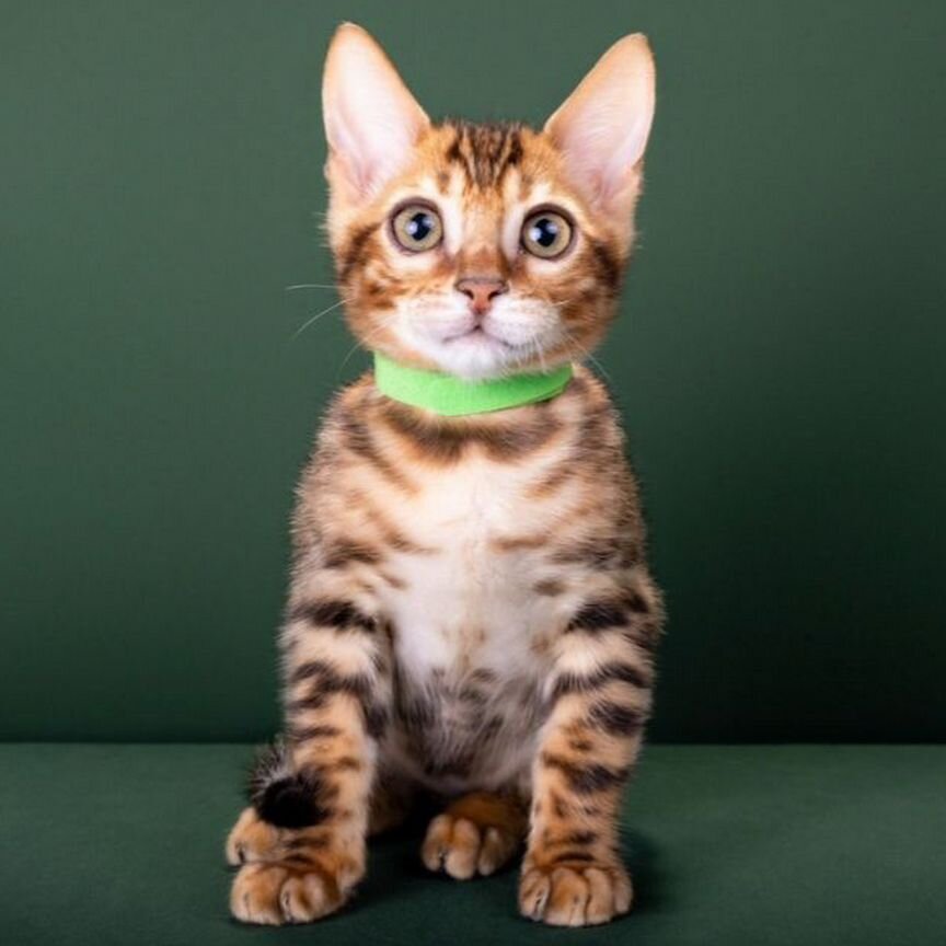 Бенгальские котята
