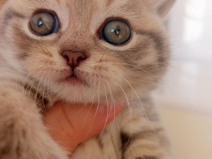 Котенок-шотландец