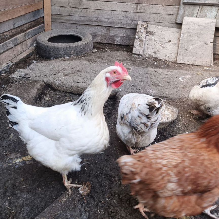 Куры несушки
