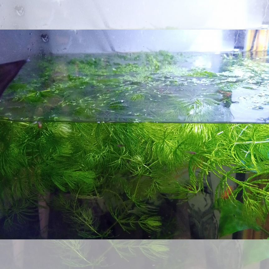 Роголистник, гигантская валлиснерия