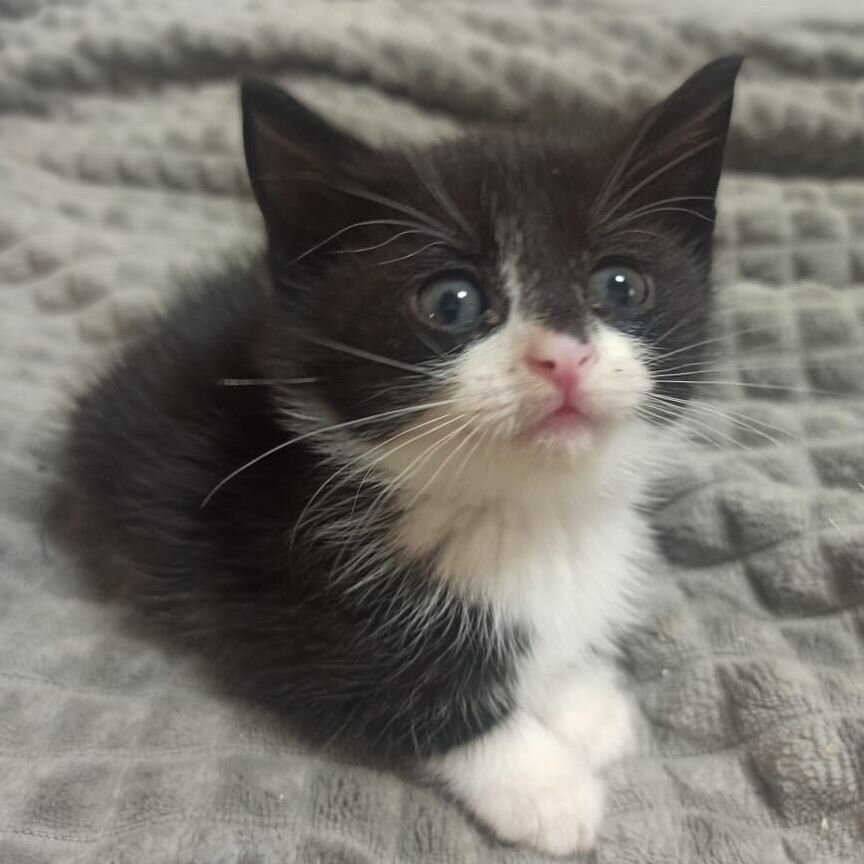Котенок
