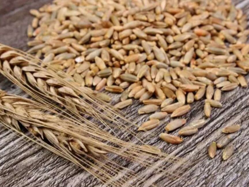 Рожь озимая