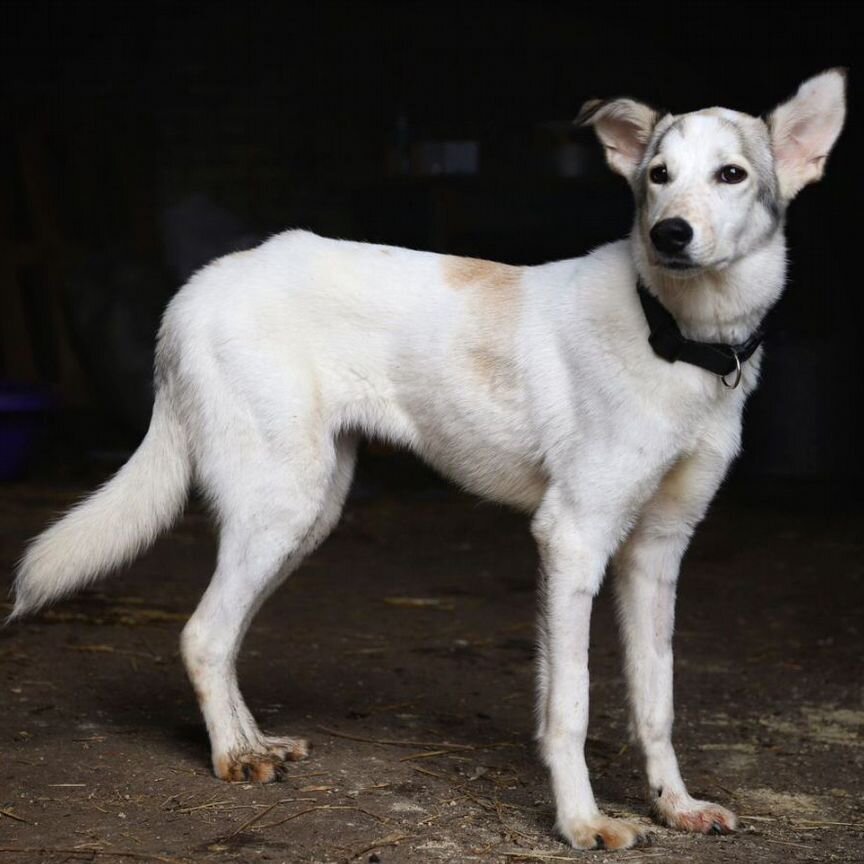 Собакам в добрые руки