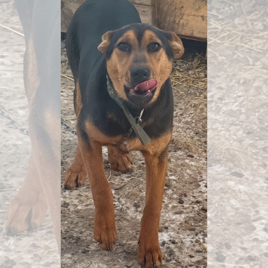 Доберман, щенок