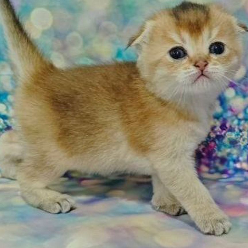 Шотландский вислоухий короткошёрстный котёнок