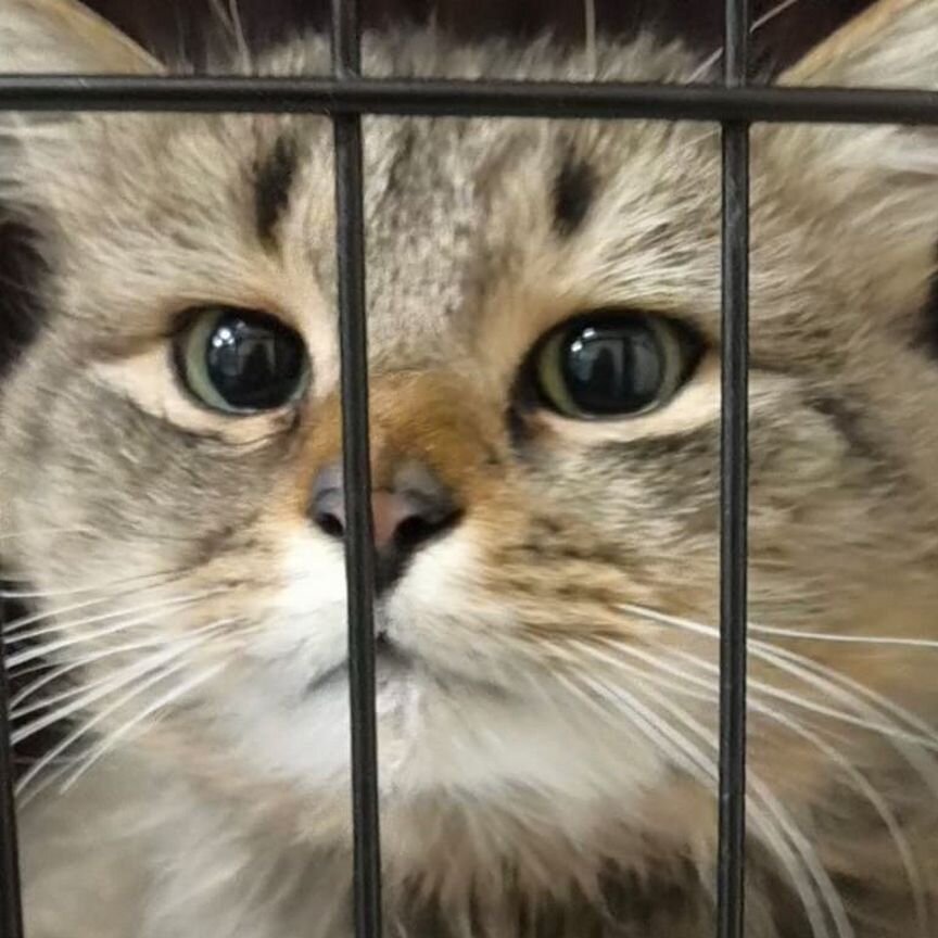 Кот без дома