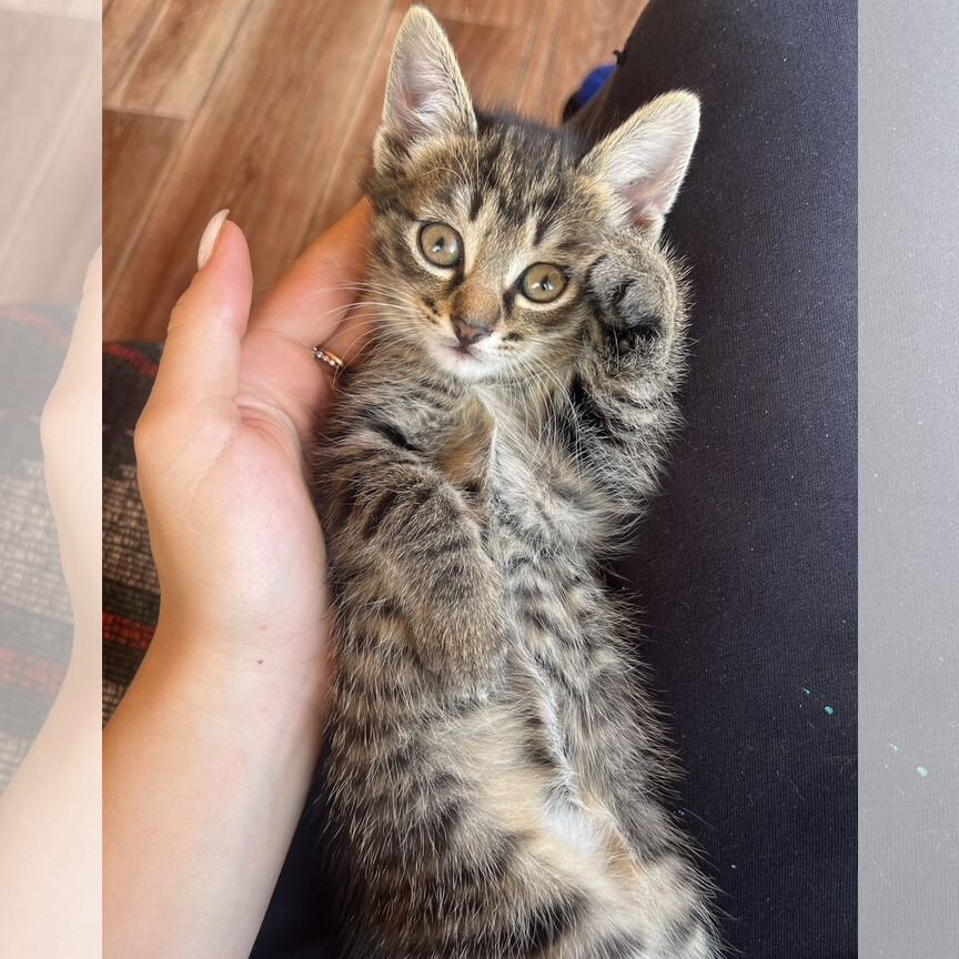Котята