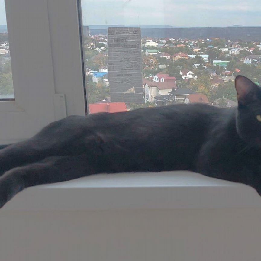 Потерялся кот